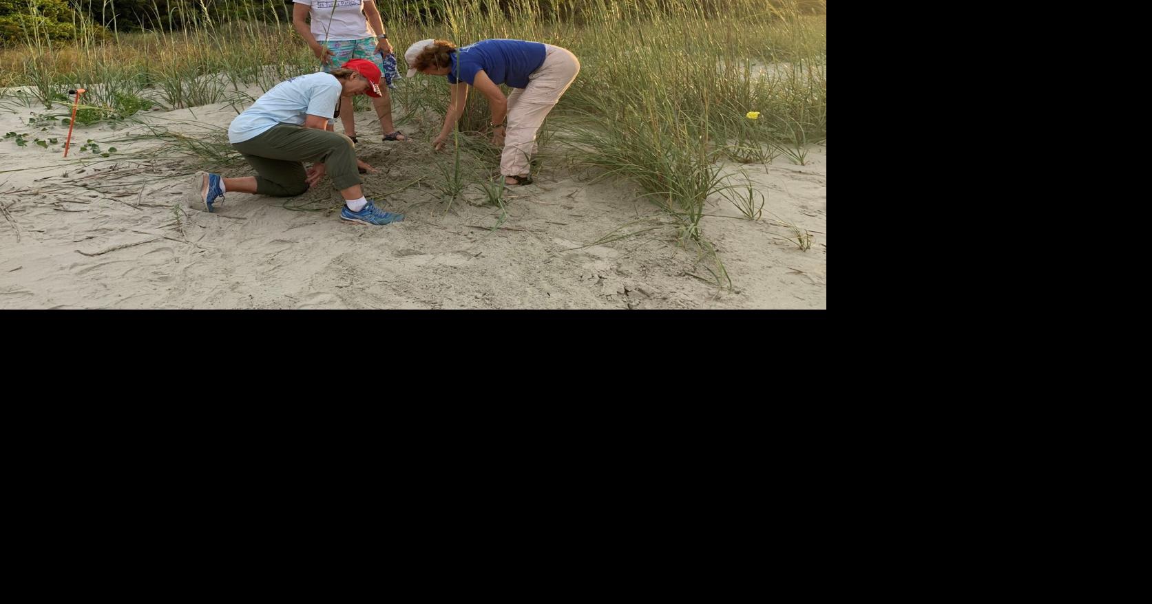 Island Turtle Team scours beaches for loggerhead turtle nests