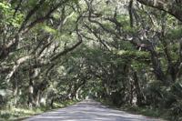 What to do on Edisto Island, South Carolina