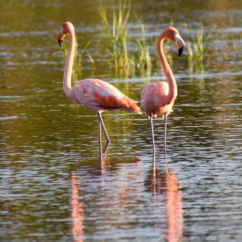 Flamingos spotted on Bulls Island, likely blown in from Tropical Storm ...