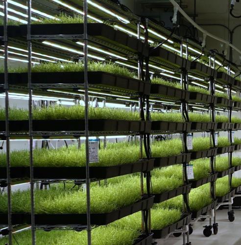 Charleston vertical farm lands more seed money from SCRA | Business ...