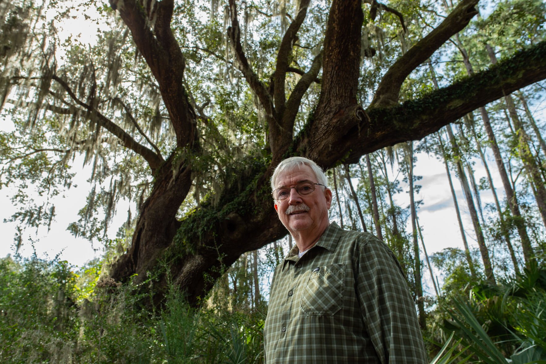 Beaufort County's largest, oldest live oak survives development threat ...
