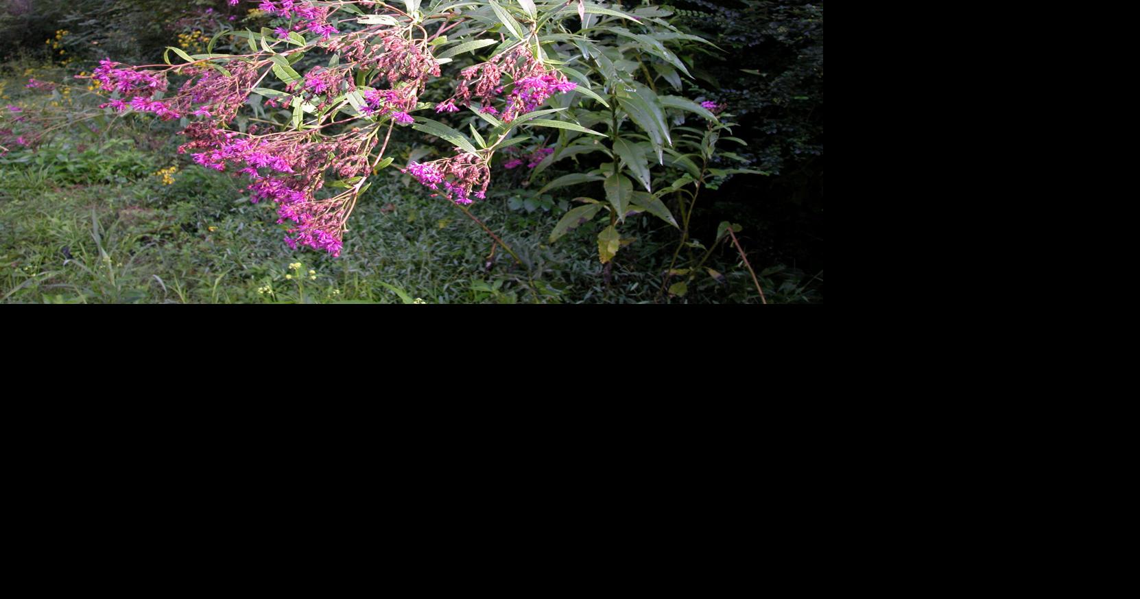 Can you correctly identify this week's mystery plant?