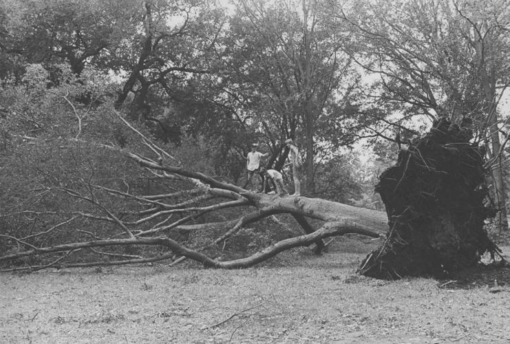 Photos: The anniversary of Hurricane David from 1979 | Photos from The ...
