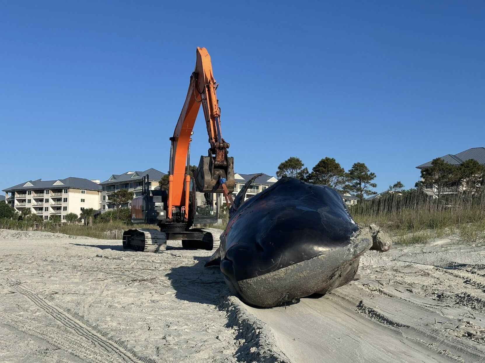 Beached Hilton Head Island whale may have been starving