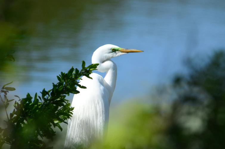 Reader photos: Backyard Birds | Your Photos | postandcourier.com