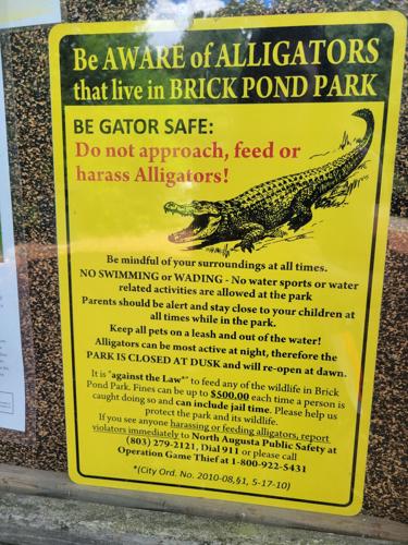New alligators hatch in North Augusta's Brick Pond Park | North Augusta ...