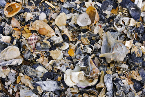 Botany Bay Plantation