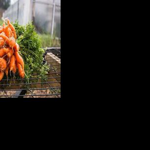 MEDICAL INSIGHTS: Carotenemia is a harmless condition