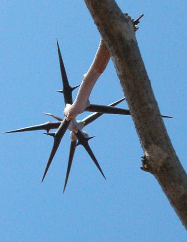 Guess the mystery plant: Three-spined tree | Opinion | postandcourier.com