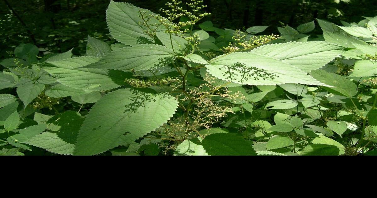 Mystery Plant: Nettles can test your mettle, so stay vigilant | News ...