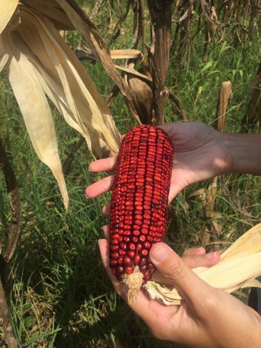 High Wire Distilling Co. is seeing Jimmy Red | Blogs | postandcourier.com