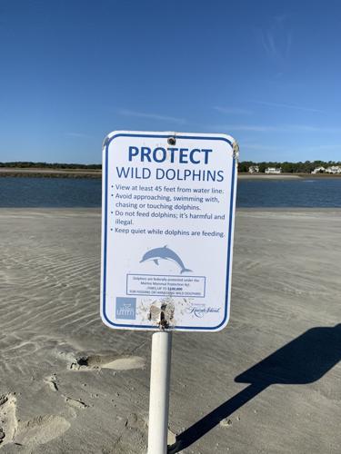 Learn more about dolphin behavior with the Lowcountry Marine Mammal ...