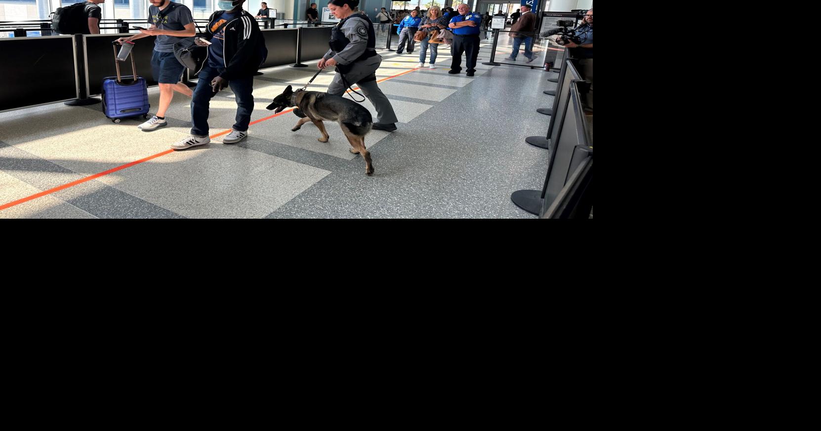 Charleston airport adds its own bomb-sniffing dogs in unique ...