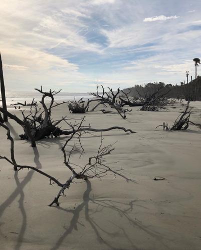 Exploring the Lowcountry: Wild and wonderful Capers Island | Local ...
