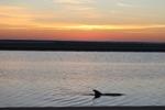 Dolphin Count invites community to learn about local dolphins