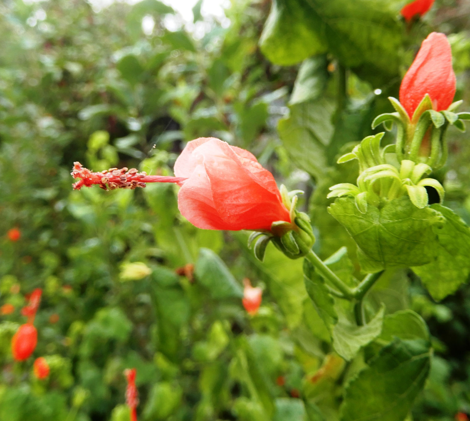 MYSTERY PLANT: Mystery Plant is related to okra
