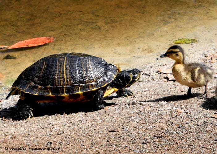 Reader photos: Thanks for the "Turtles," now let's see your best ...