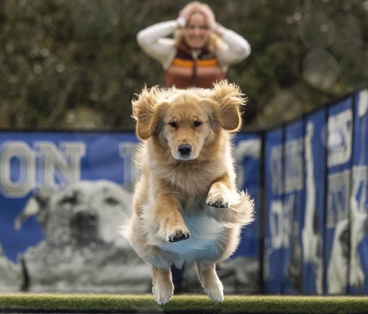 SEWE is a place to see birds, gators, dogs and more wildlife