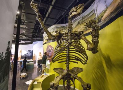 Charleston Museum to reopen fully renovated natural history exhibit ...
