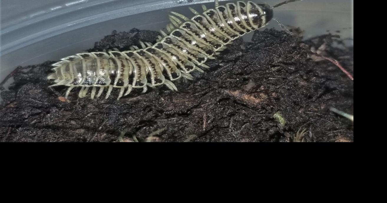 Charleston naturalist gets to name new millipede species after ...