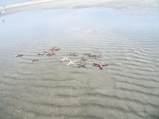 Reader photos: Sea life | Photos from The Post and Courier ...