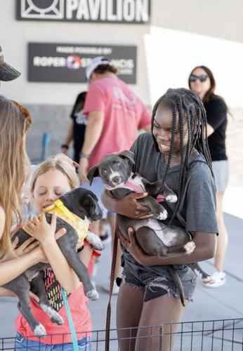 Creating a compassionate community: Pet Helpers at the heartbeat of ...