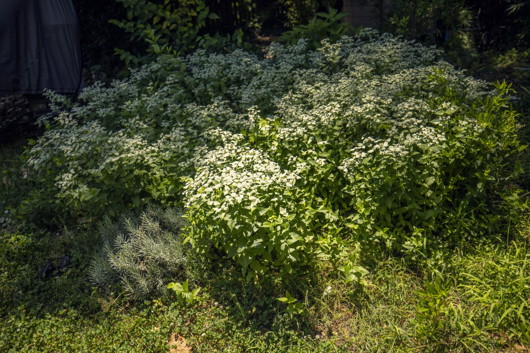 Charleston landscaper designs edible gardens