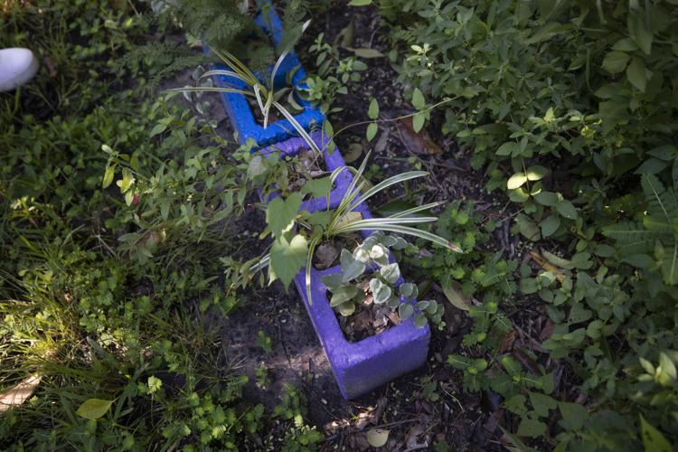 Photos: Butterflies and life abound at the Filbin Creek Nature Trail