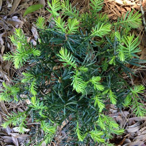 'Southern Living' offers colorful shrubs for a variety of Charleston ...