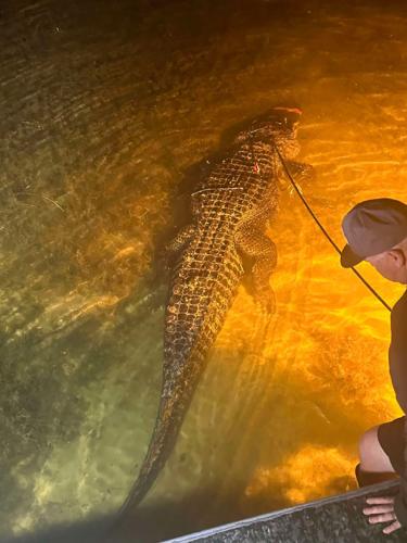 Alligator hunting season in South Carolina is open | News ...
