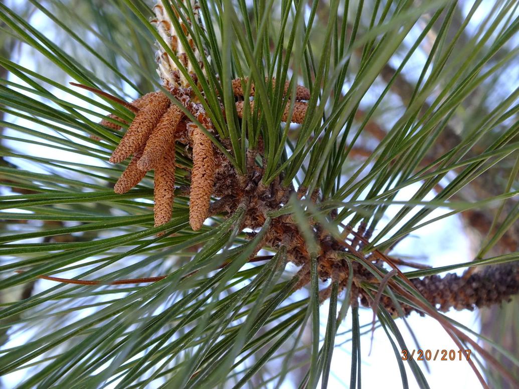 Tree pollen is needed for reproduction, but bane of allergy sufferers