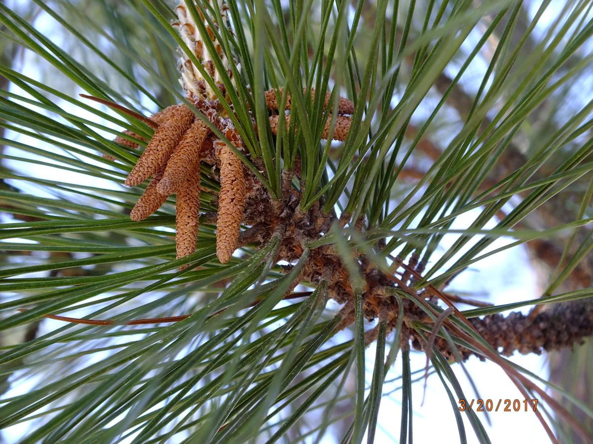 Tree pollen is needed for reproduction, but bane of allergy sufferers