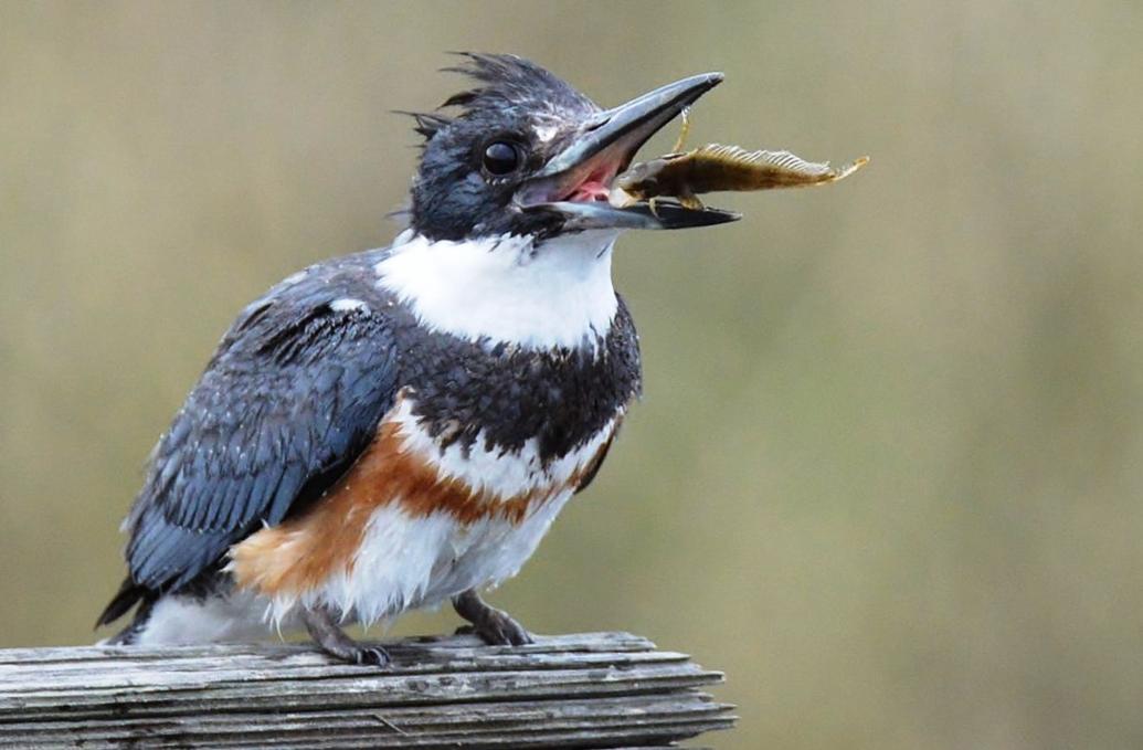 Charleston bird-watchers: The Great Backyard Bird Count is coming ...