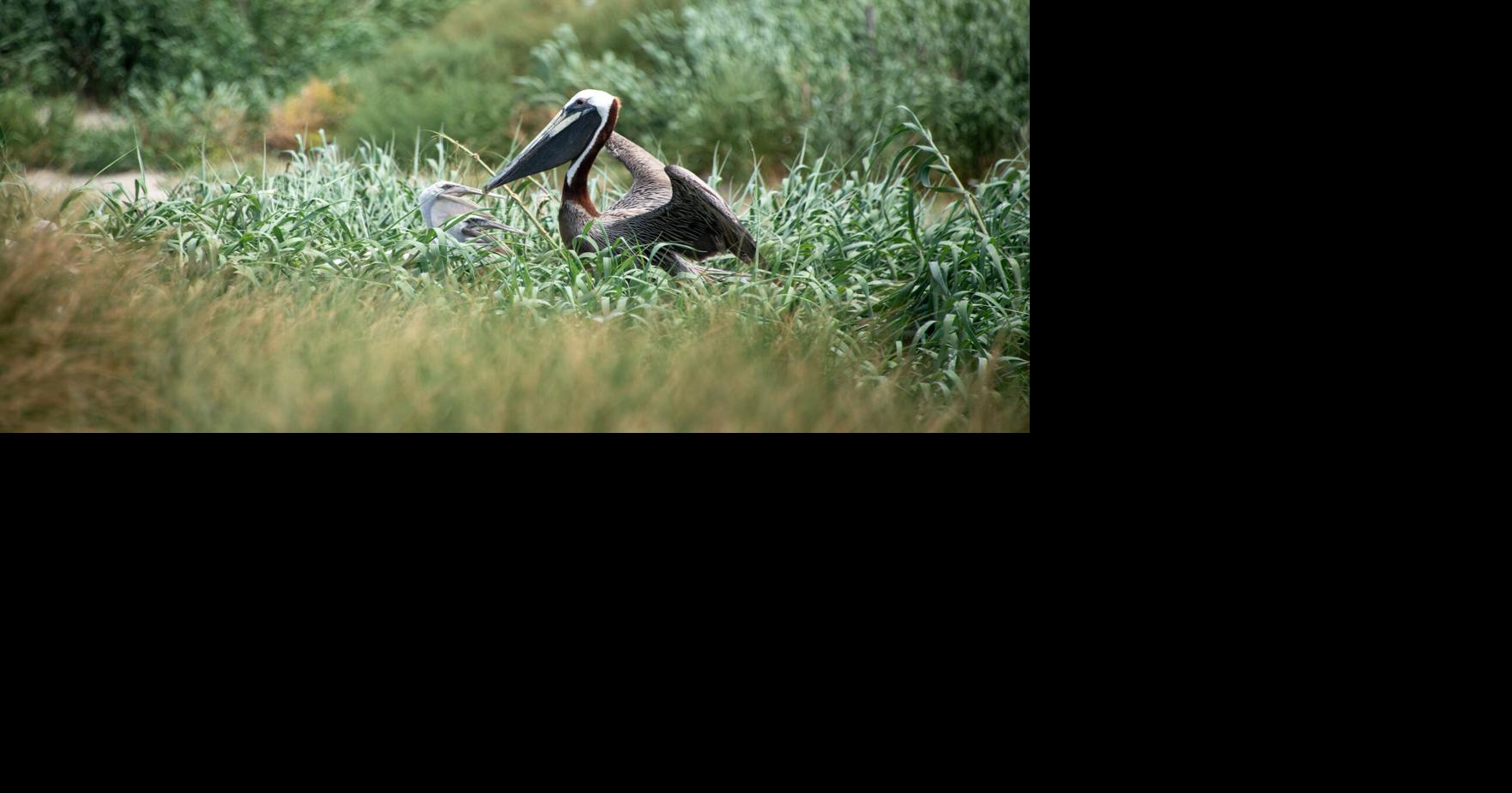 Do pelicans really go blind from diving and starve?