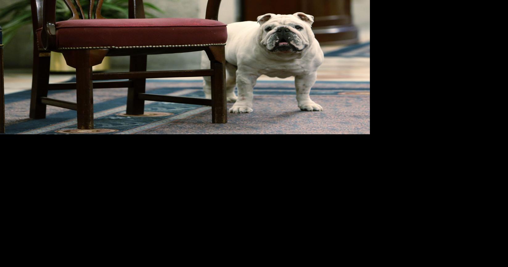 When Henry McMaster became governor of South Carolina, Boots became top dog