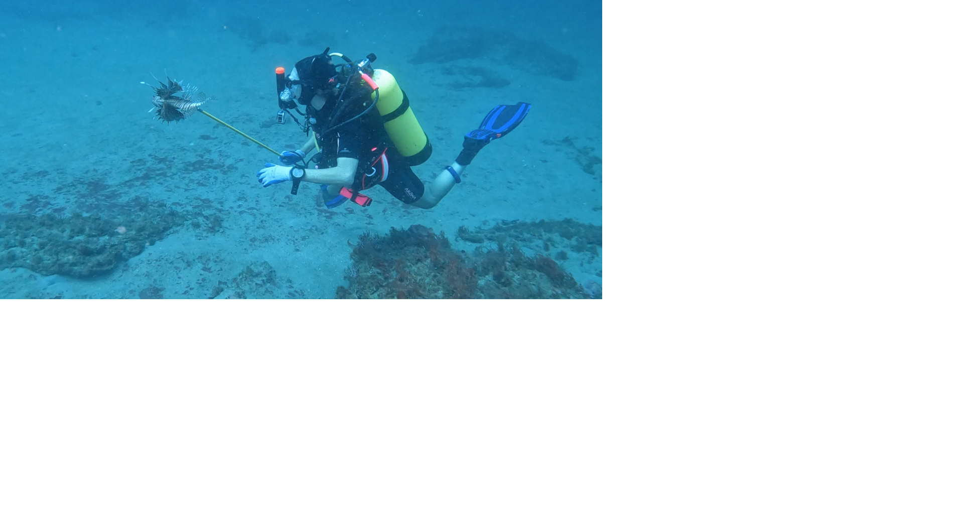 Divers on a quest to cull nearly 1,000 lionfish in second derby hosted ...