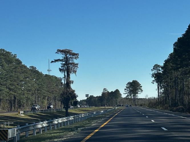 Tree marks halfway point between Charleston and Columbia