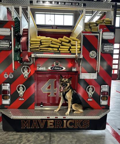 Meet Ember, Mauldin Fire's new therapy dog and teaching aid ...
