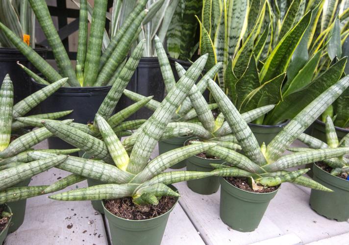 Houseplants remain a popular hobby; here's what beginners need to know