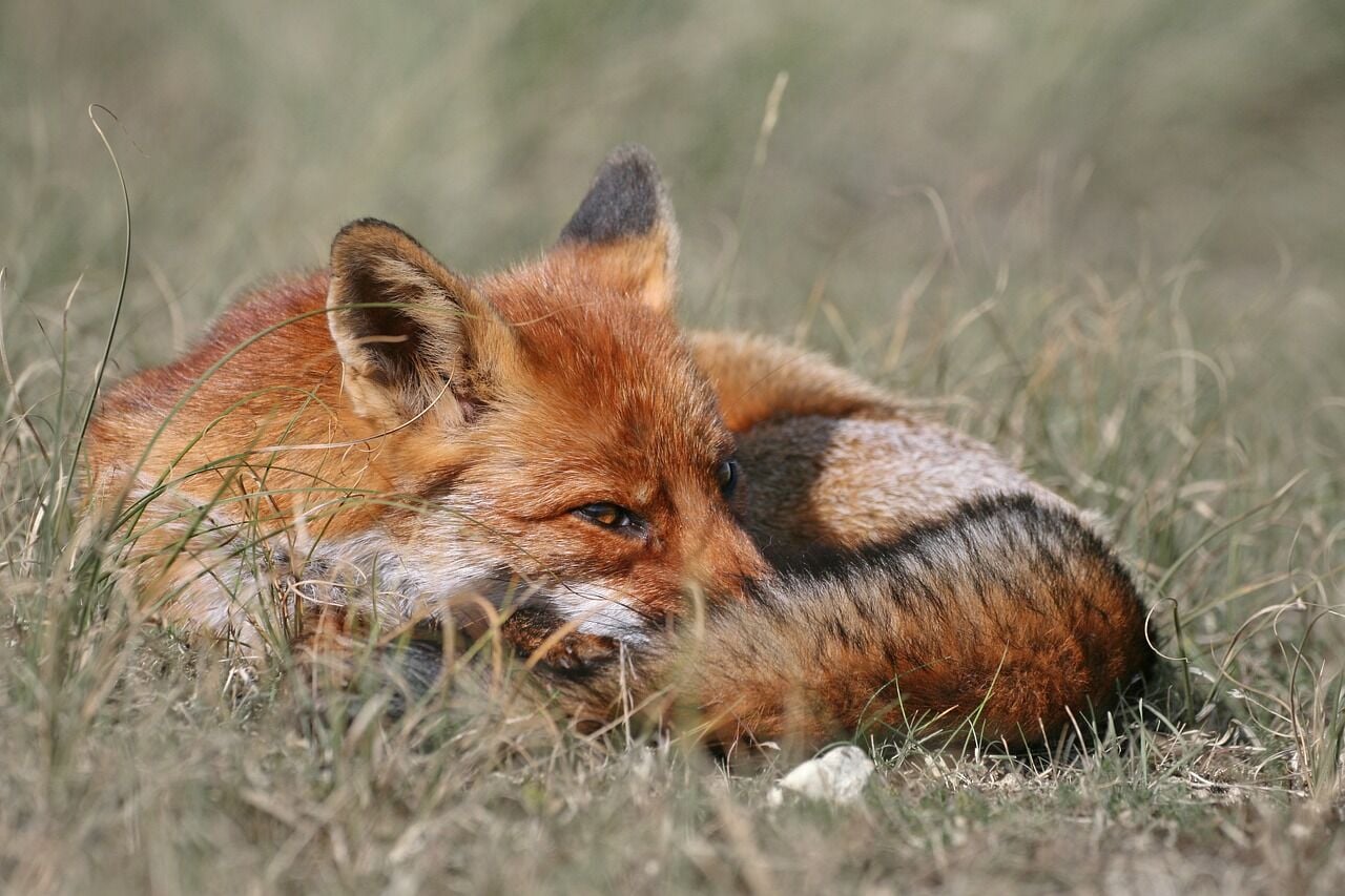Rabid fox confirmed in Aiken County; 1 person, 1 cat exposed