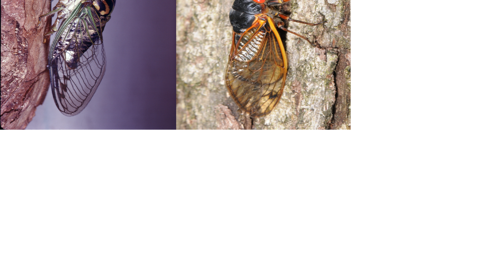 Upstate SC will see rare emergence of cicada insects