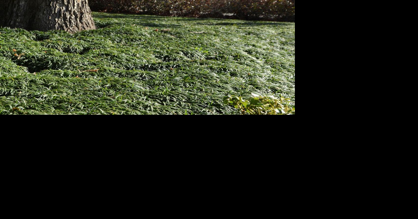 There's more than just grass: Ground covers for all situations