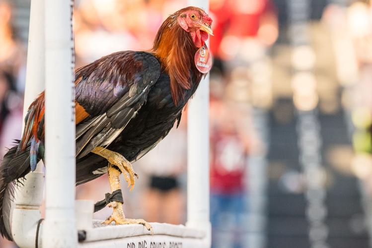 How USC battled over Sir Big Spur's naming rights