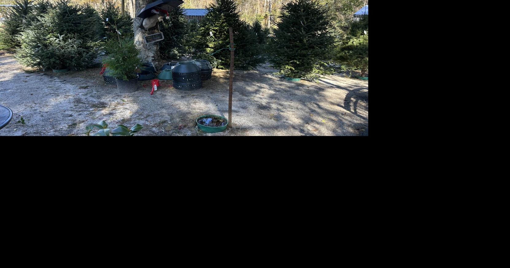 Mistletoe Lane Christmas Tree Lot brings holidays to Summerville