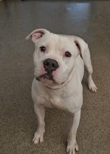 Aiken SPCA Albrecht Center offers variety of events | Features ...