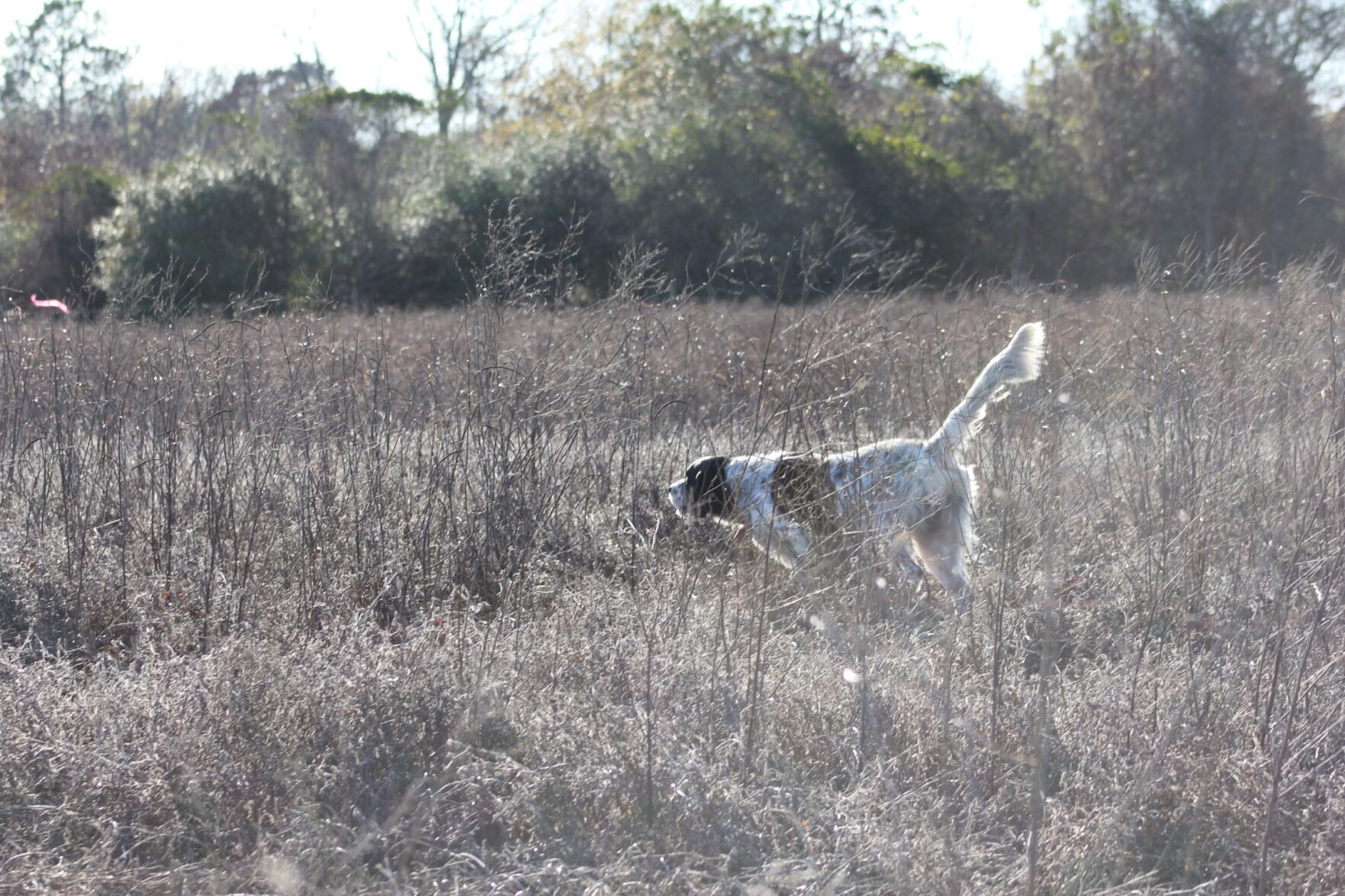Webb Center seminar points out ways to improve quail habitat