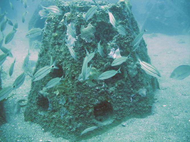 South Carolina's artificial reef program has come a long way in 40 years