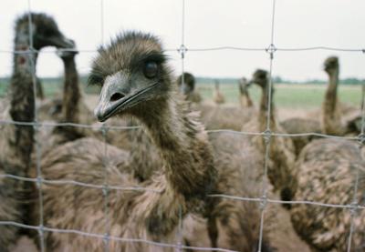 Remember a surreal moment in history with this week's Emu War trivia!