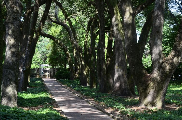 City of Aiken again recognized as a Tree City USA