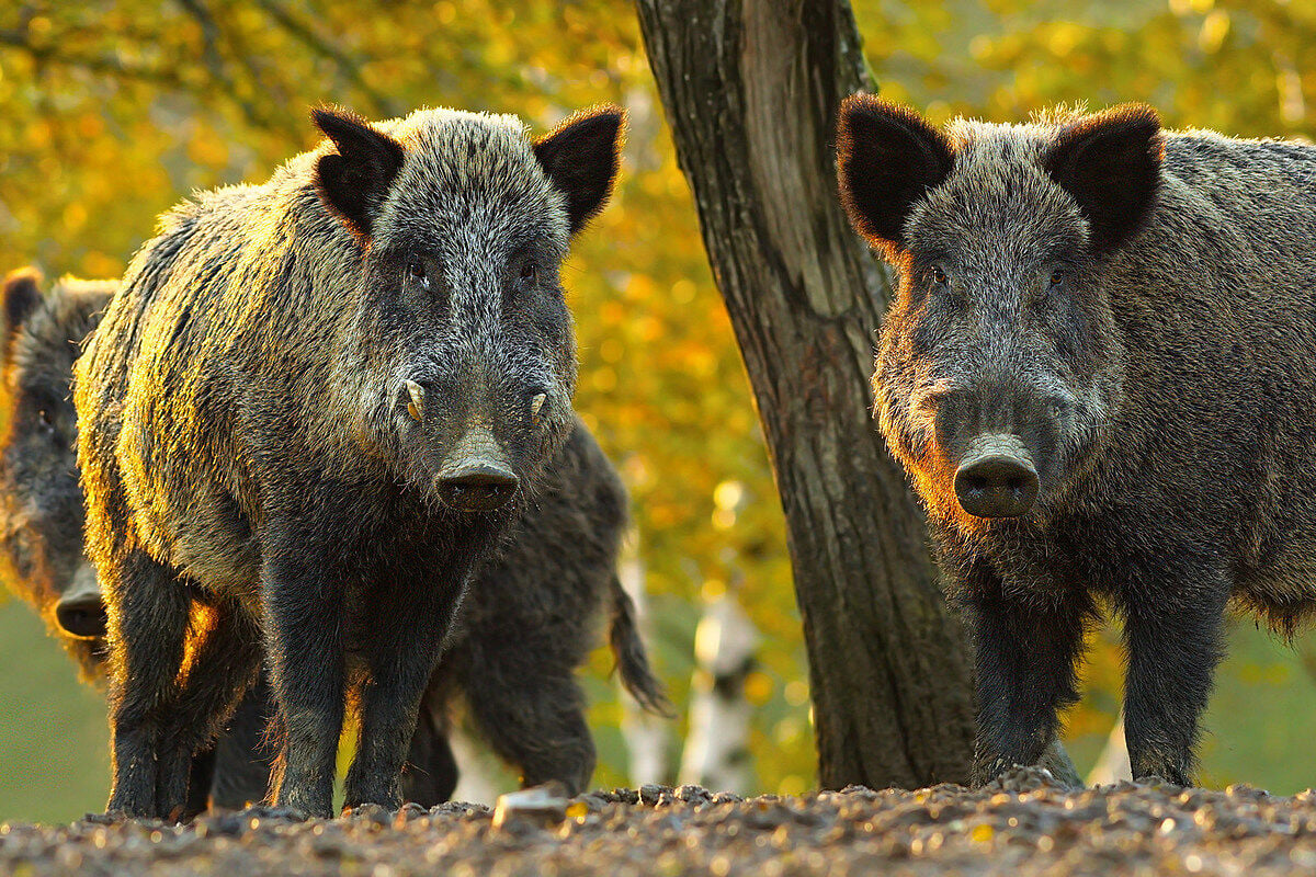 Feral hogs, coyotes among invasive species that plague SC